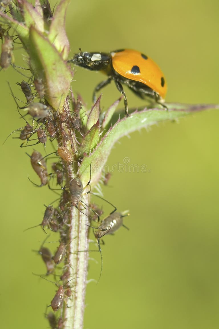 9+ Ladybug eating Free Stock Photos - StockFreeImages