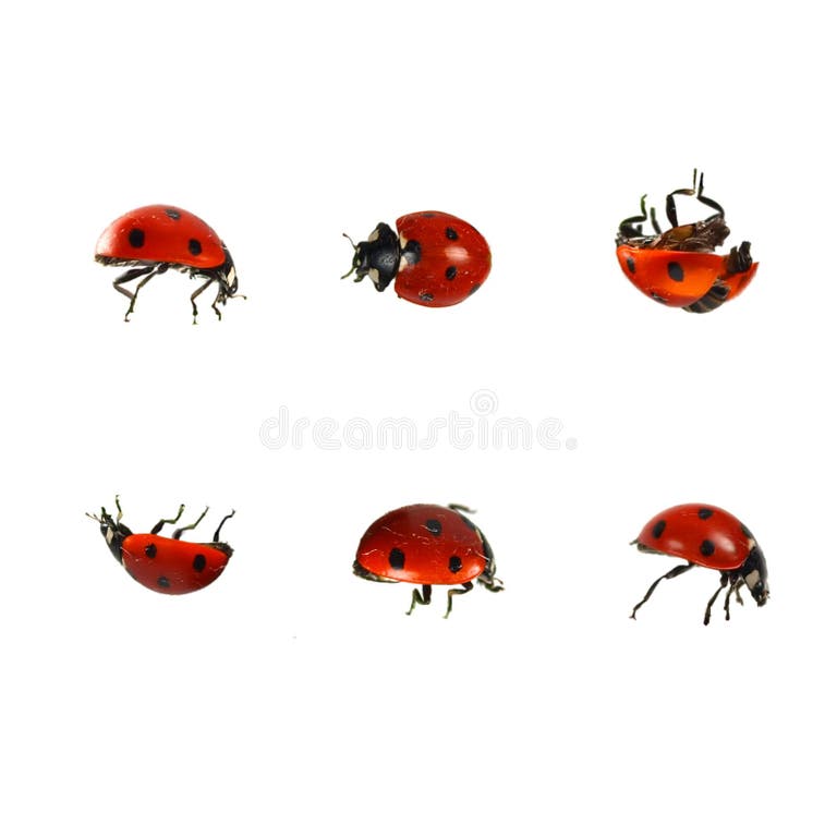 558 Male Ladybug Stock Photos - Free & Royalty-Free Stock Photos from ...