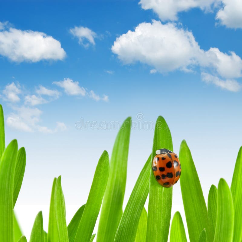 Ladybug looking on the sun stock photo. Image of nature - 15115594