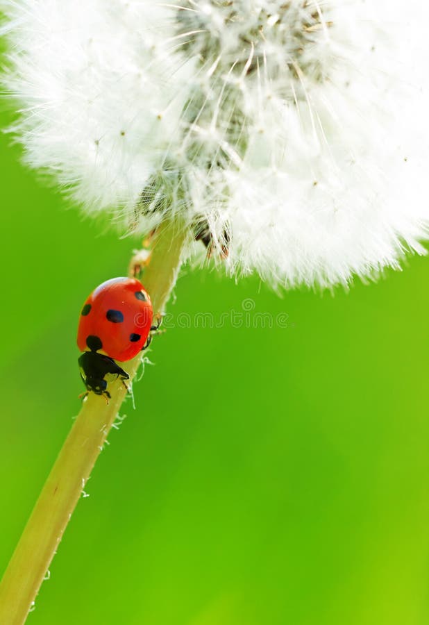 Ladybug stock photo. Image of copy, pond, black, beautiful - 4199954