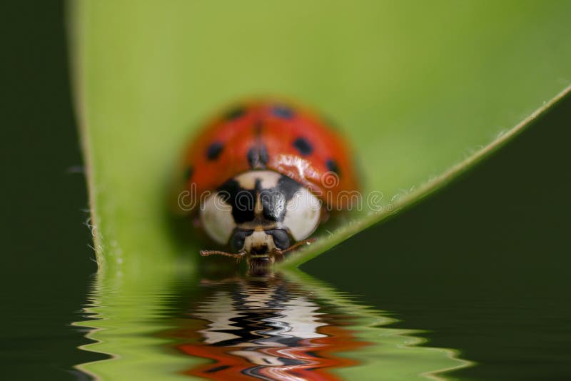 Drinking ladybug. stock image. Image of fresh, environment - 17999515