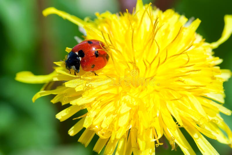 Ladybug stock image. Image of ladybug, botanical, garden - 13232405