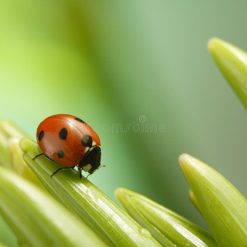 Fall ladybug stock photo. Image of macro, yellow, ladybug - 350768