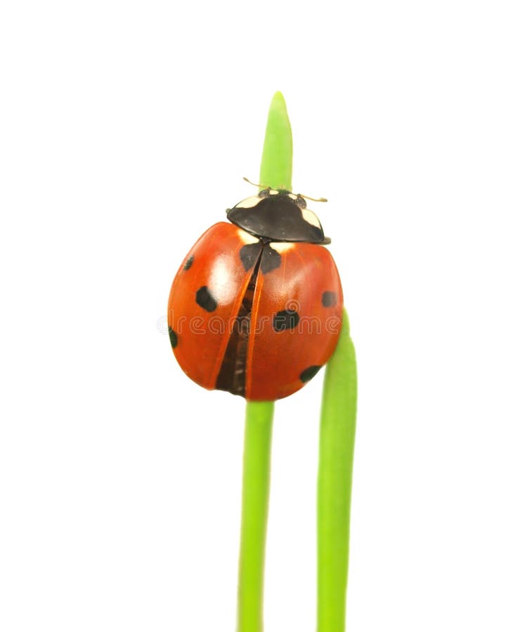 Ladybug stock image. Image of environmental, spring, crawl - 13273565