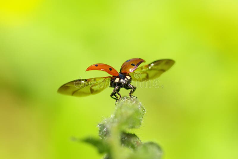 Extreme Magnification - Lady Bug with Spread Wings Stock Image - Image ...