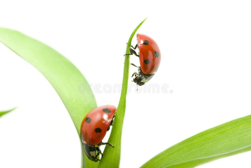 Ladybug family stock image. Image of macro, environmental - 5727085