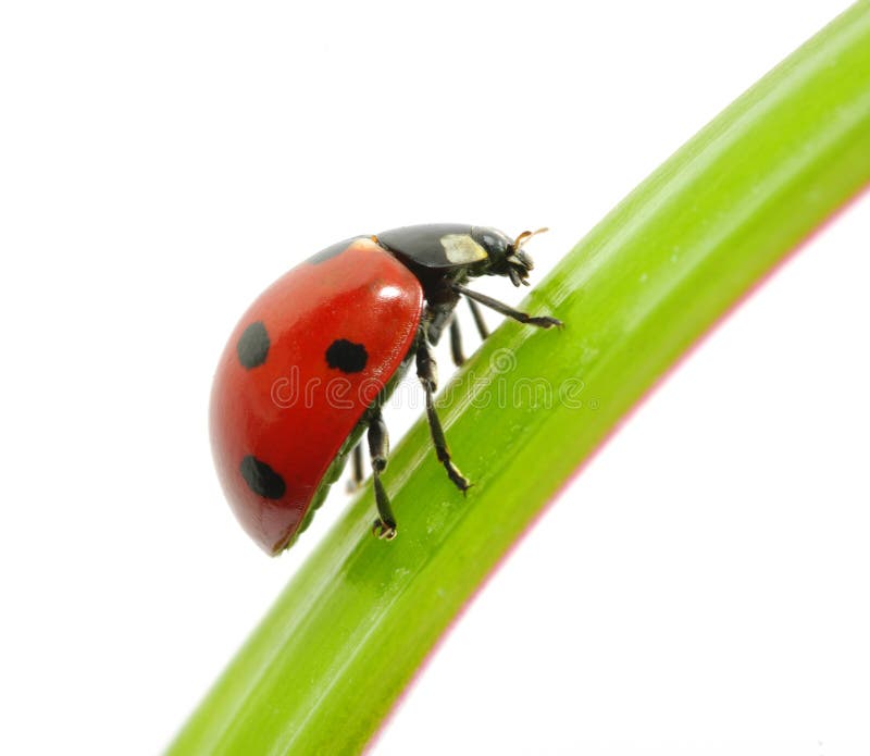 Ladybug family stock image. Image of macro, environmental - 5727085