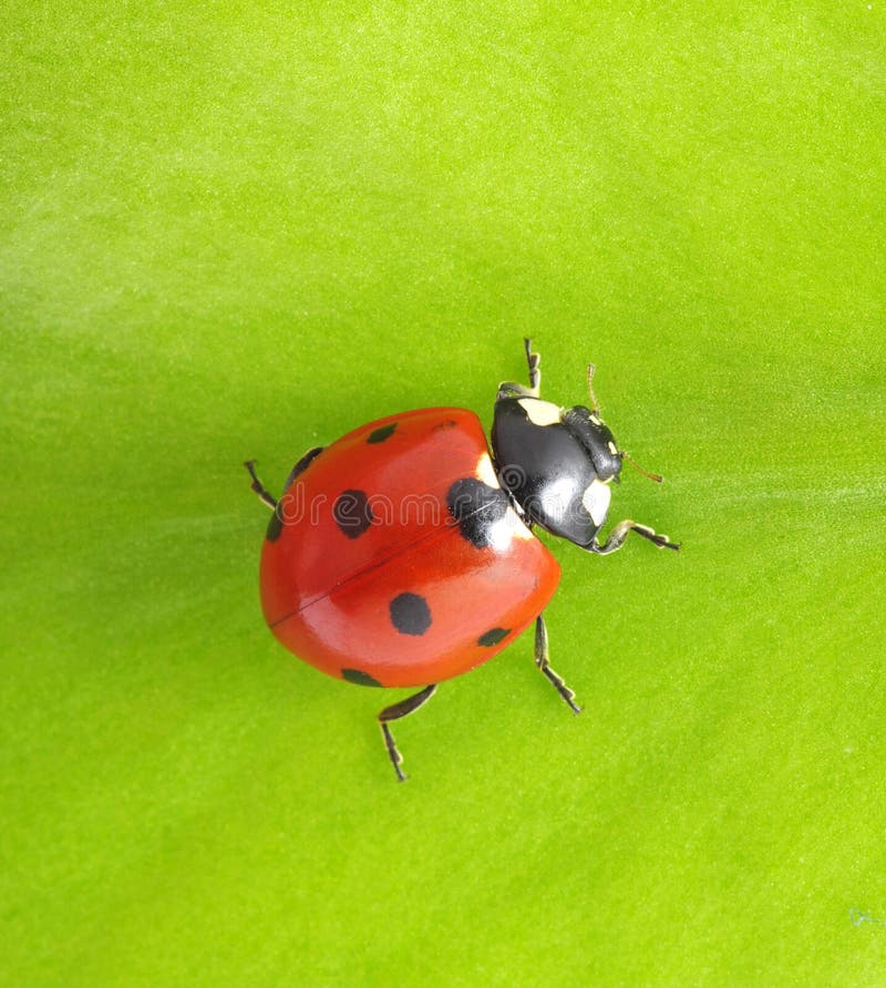Ladybug stock image. Image of environmental, spring, crawl - 13273565