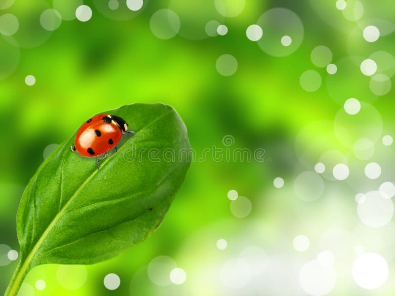 Ladybugs family. stock image. Image of natural, green - 17975457