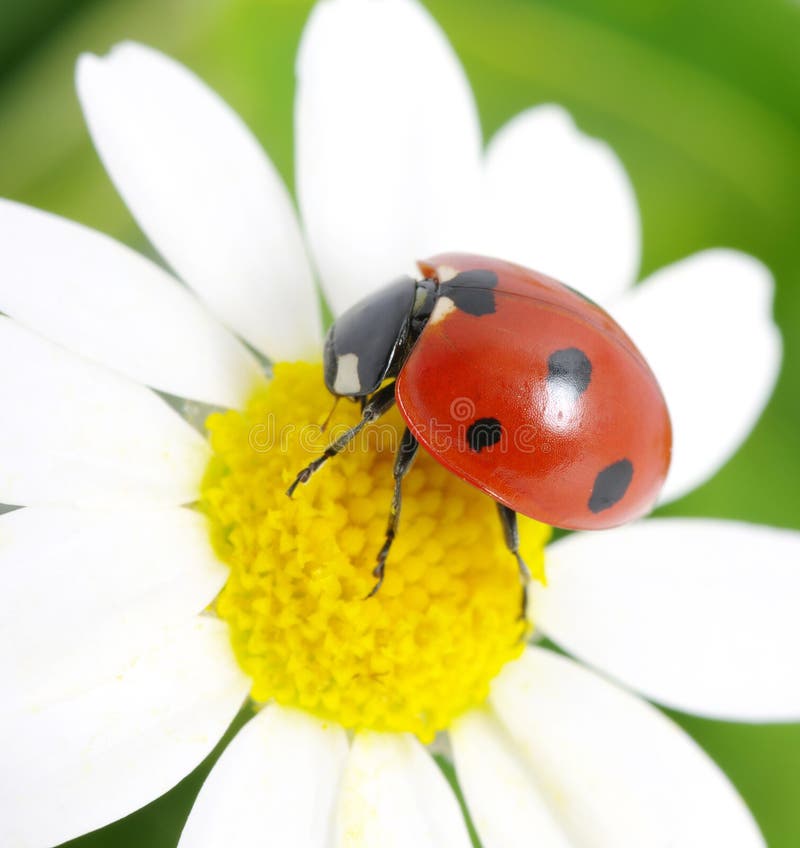 Ladybug stock image. Image of nature, close, flower, ornamental - 16481311