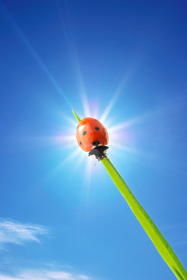 40,369 Ladybug Photos - Free & Royalty-Free Stock Photos from Dreamstime