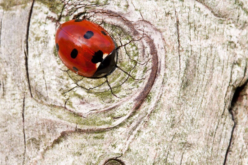 Ladybug stock photo. Image of closeup, detail, coccinellidae - 17027552