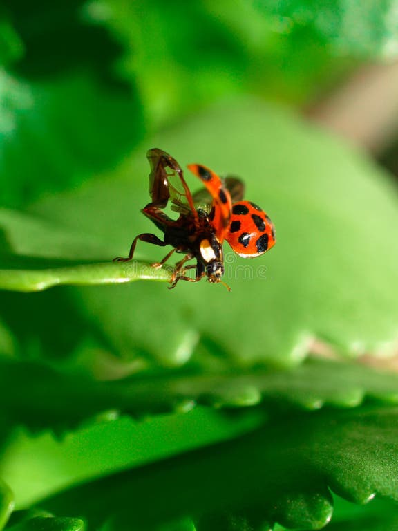 48,682 Ladybug Tinkerbell Stock Photos - Free & Royalty-Free Stock ...