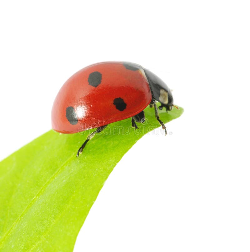 Ladybug stock image. Image of environmental, spring, crawl - 13273565