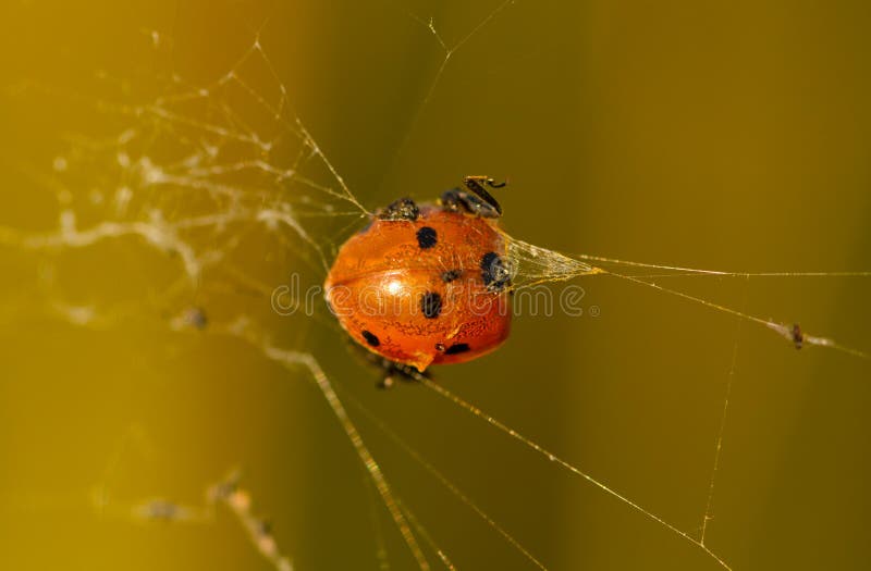 Ladybug stock photo. Image of ladybeetle, death, insect - 20237524