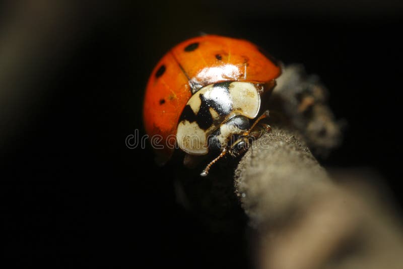 Ladybug stock image. Image of insect, life, eyes, zoology - 21627631