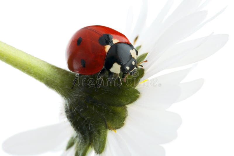 Ladybug stock photo. Image of insect, spots, flower, hippodamia - 2125252