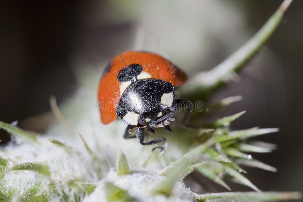 Ladybug stock image. Image of portrait, depressed, lonely - 22060251