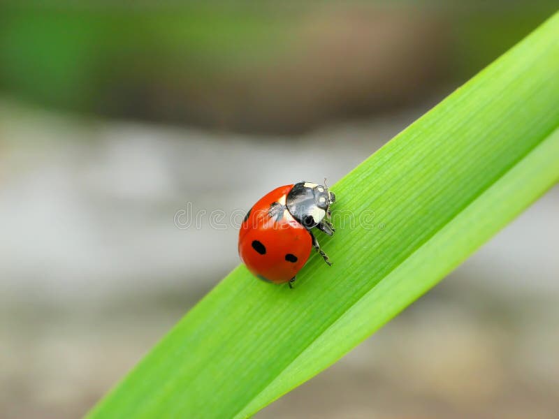 Ladybug stock image. Image of jaws, insect, herb, black - 2240711