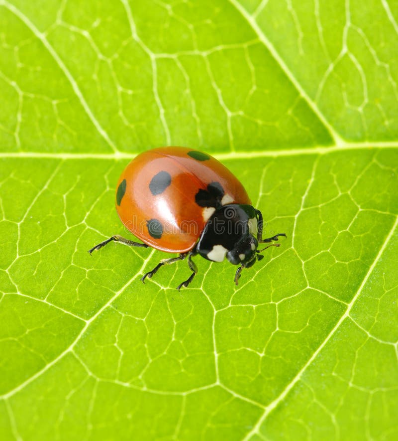 Ladybug stock photo. Image of green, botanical, nature - 22828434