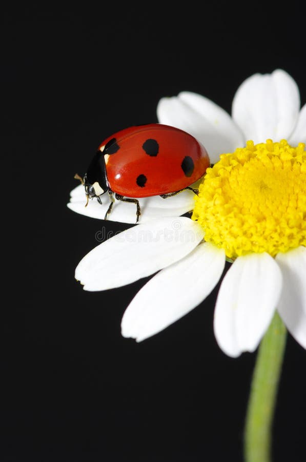 Ladybug on daisy stock photo. Image of colored, nature - 37442424
