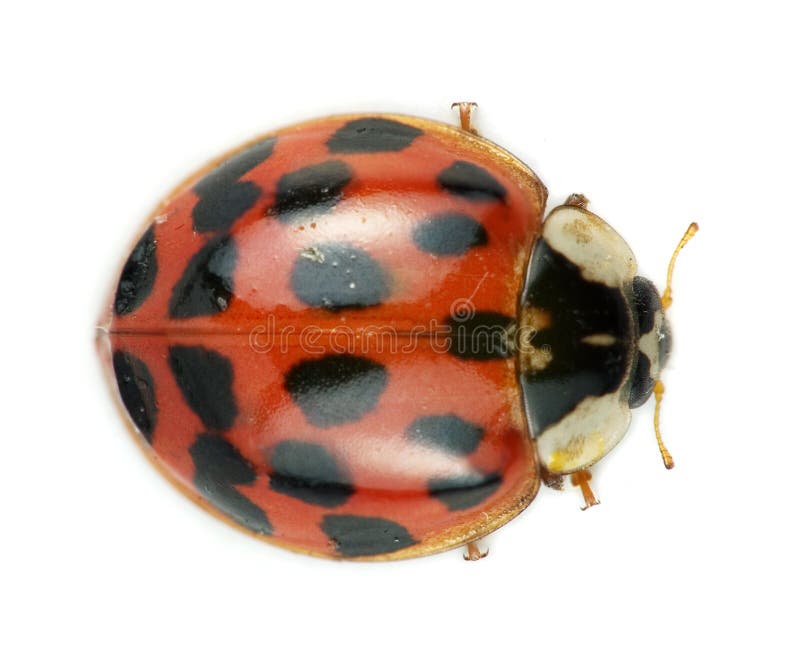 Ladybug stock image. Image of ladybug, bright, beetle - 2340417