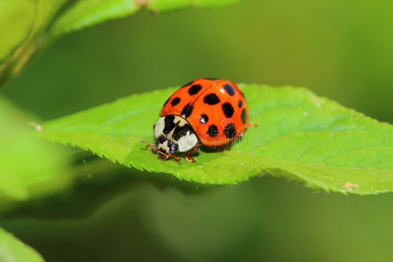 Ladybugs family. stock image. Image of natural, green - 17975457
