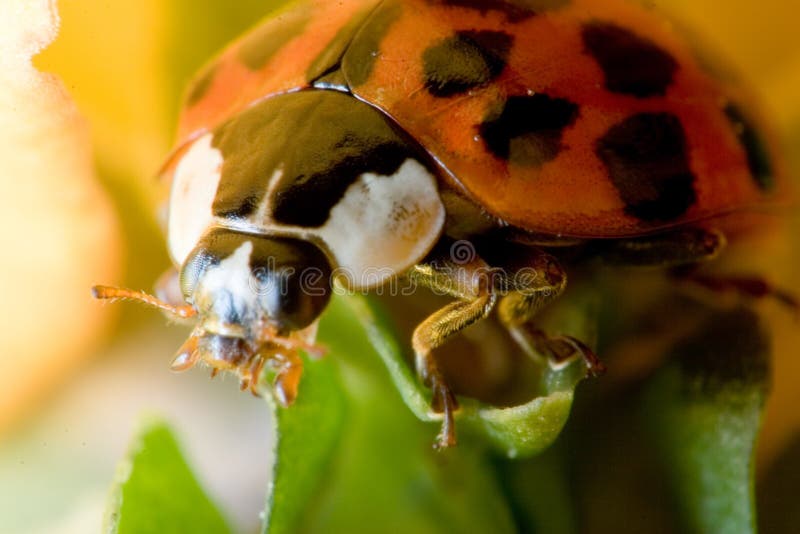Beauty of the Beast stock photo. Image of exhausted, fierce - 5365534