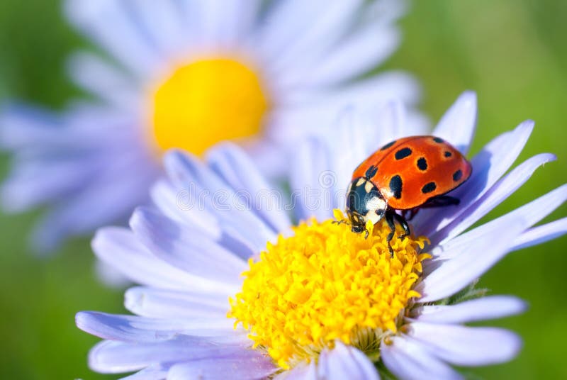 Ladybug on a flower stock image. Image of botany, background - 26803539