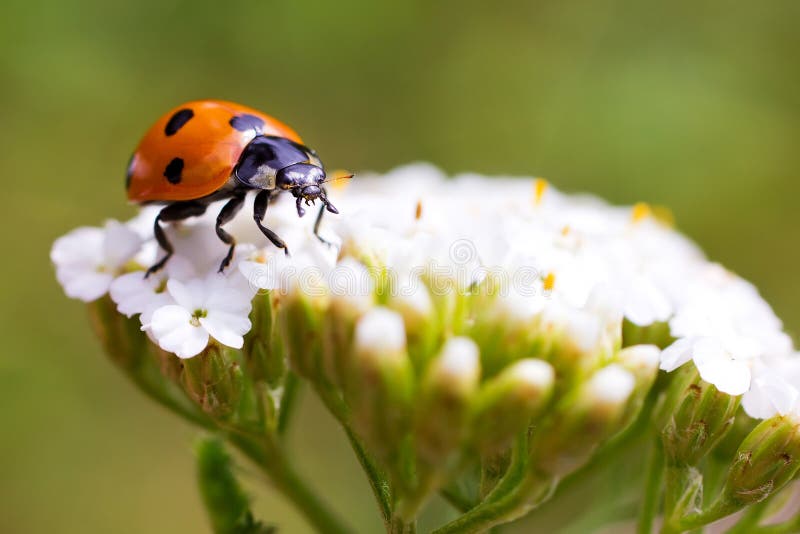 220 Eye Ladybug Spotted Stock Photos - Free & Royalty-Free Stock Photos ...