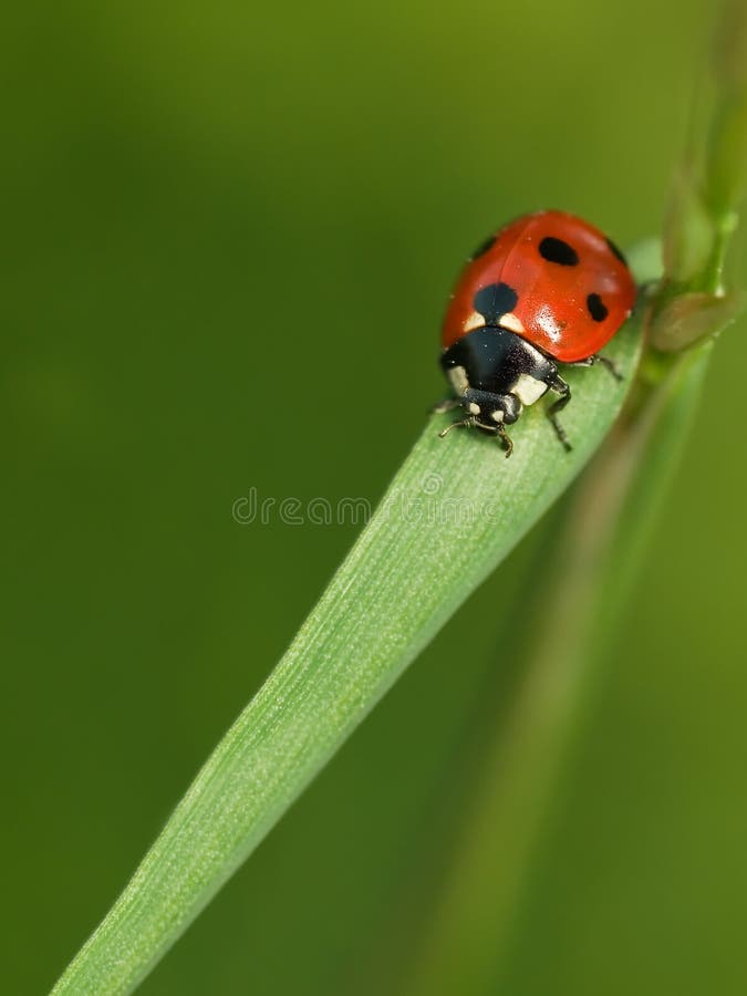 Two ladybugs stock image. Image of ladyfy, close, animal - 2313887