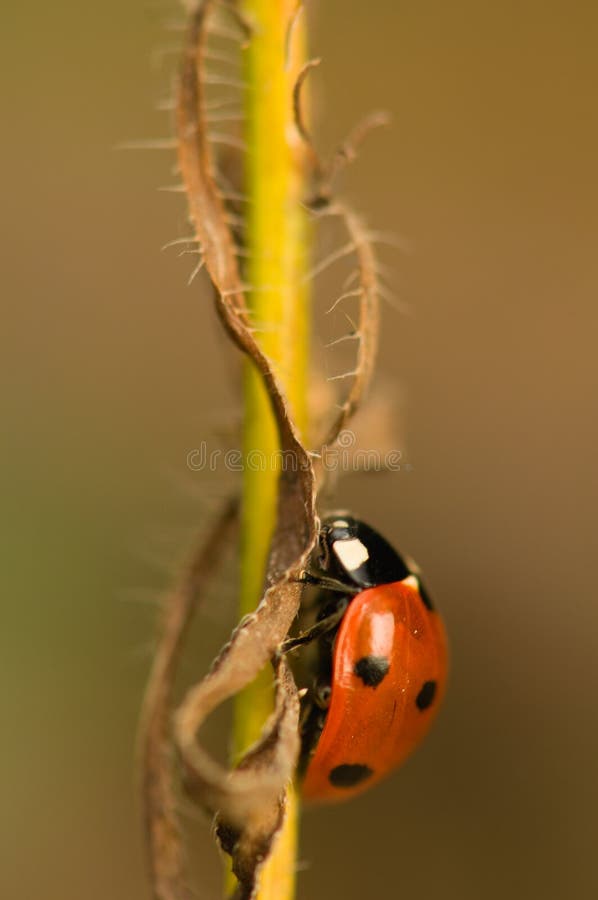 Ladybug stock photo. Image of garden, green, small, ladybird - 26990986