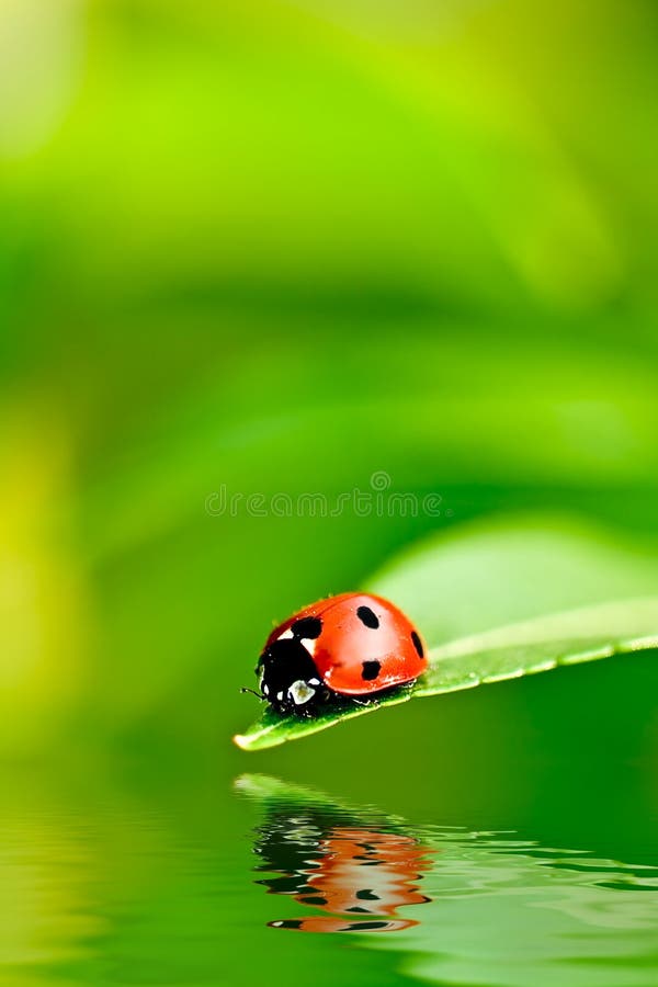 Ladybug stock photo. Image of copy, pond, black, beautiful - 4199954