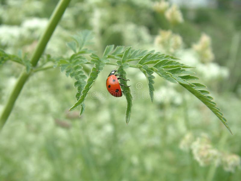 Spring Ladybug stock image. Image of wetness, ladybug, green - 686665