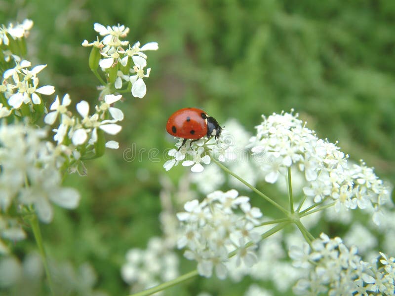 Ladybug stock image. Image of leaf, vegetable, nature - 4707849