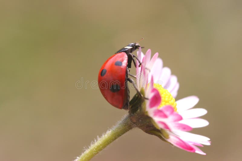 Ladybug stock photo. Image of summer, wallpaper, ladybird - 4708234