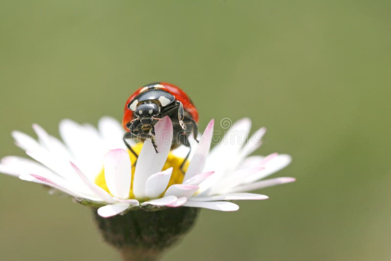 Lady-bug stock photo. Image of insect, clock, lady, jaws - 2183302