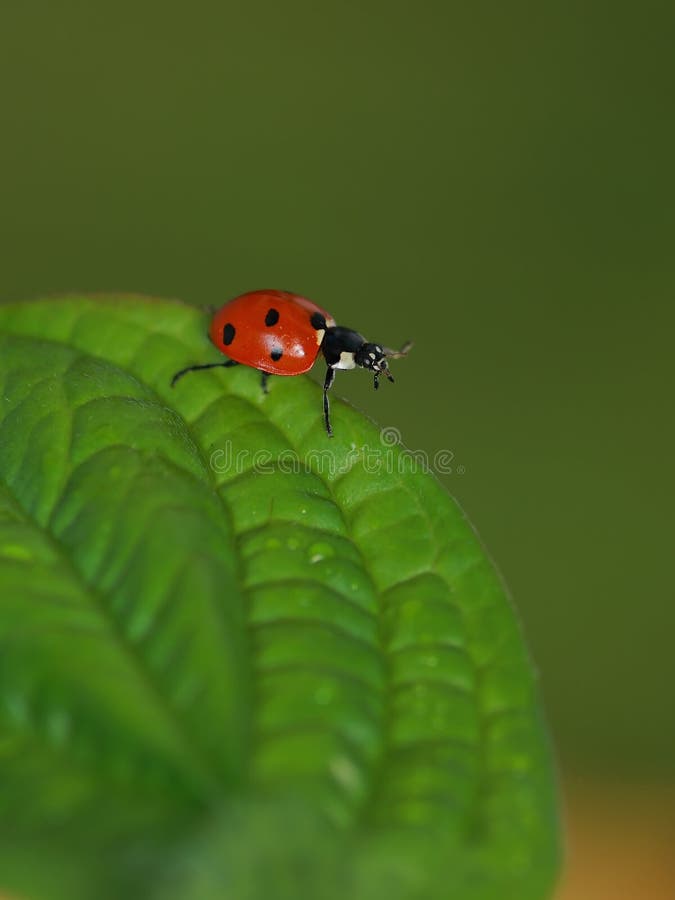 Two ladybugs stock image. Image of ladyfy, close, animal - 2313887