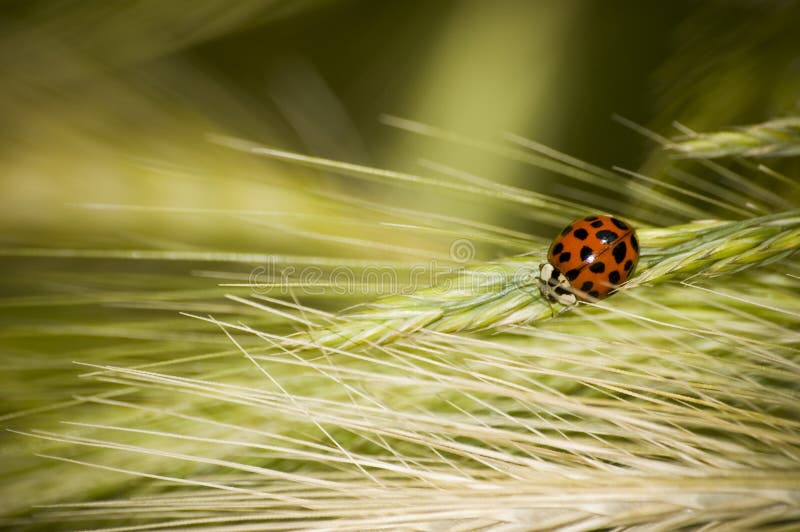 Squirrel stock photo. Image of teeth, nails, little, rodent - 11439114