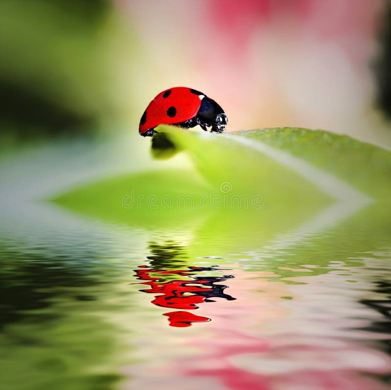 Ladybug stock photo. Image of abstract, beauty, beetle - 4251318