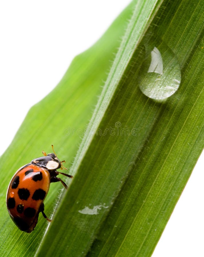 Ladybug family stock image. Image of macro, environmental - 5727085