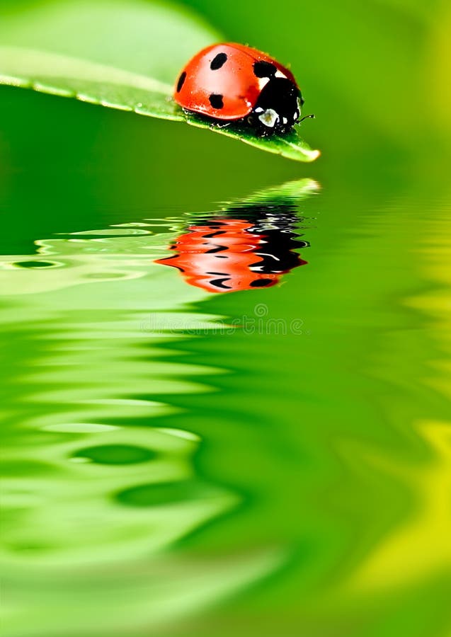 Ladybug stock photo. Image of color, grass, peace, insect - 7045558