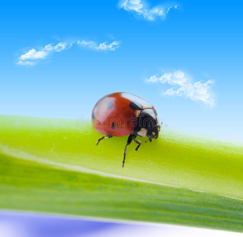Ladybug stock image. Image of antenna, spring, spotted - 7645841