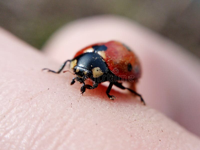 LadyBug [02] immagine stock. Immagine di volo, chiusura - 82144105
