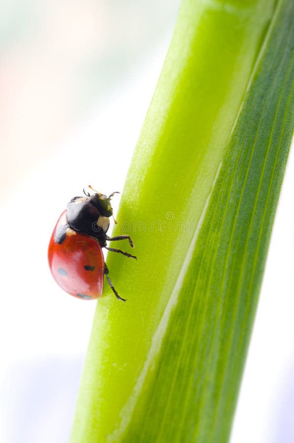 Ladybug macro stock photo. Image of garden, flora, peace - 21868388
