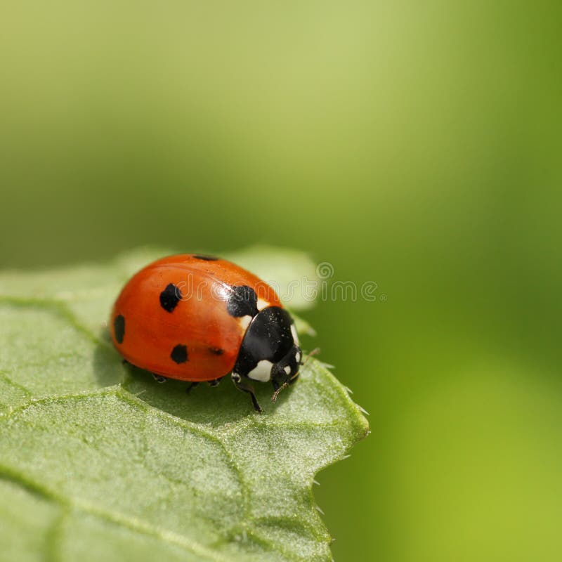 Ladybug stock image. Image of macro, macros, ladybugs, lady - 43385