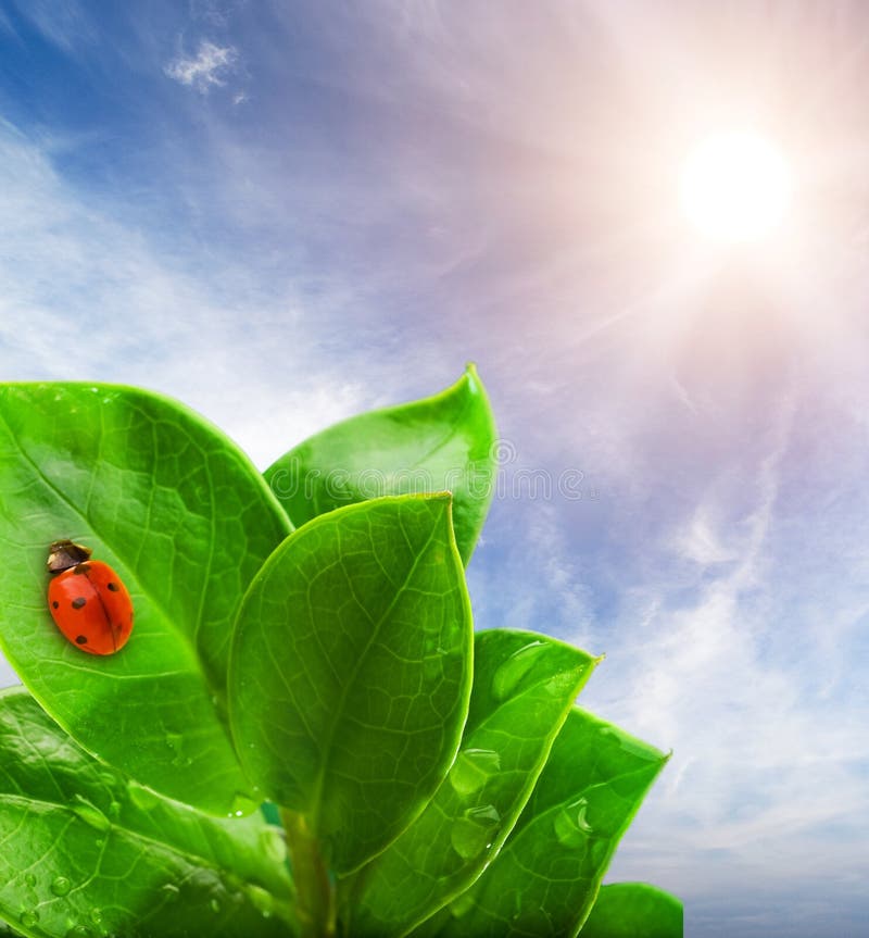 Ladybug looking on the sun stock photo. Image of nature - 15115594