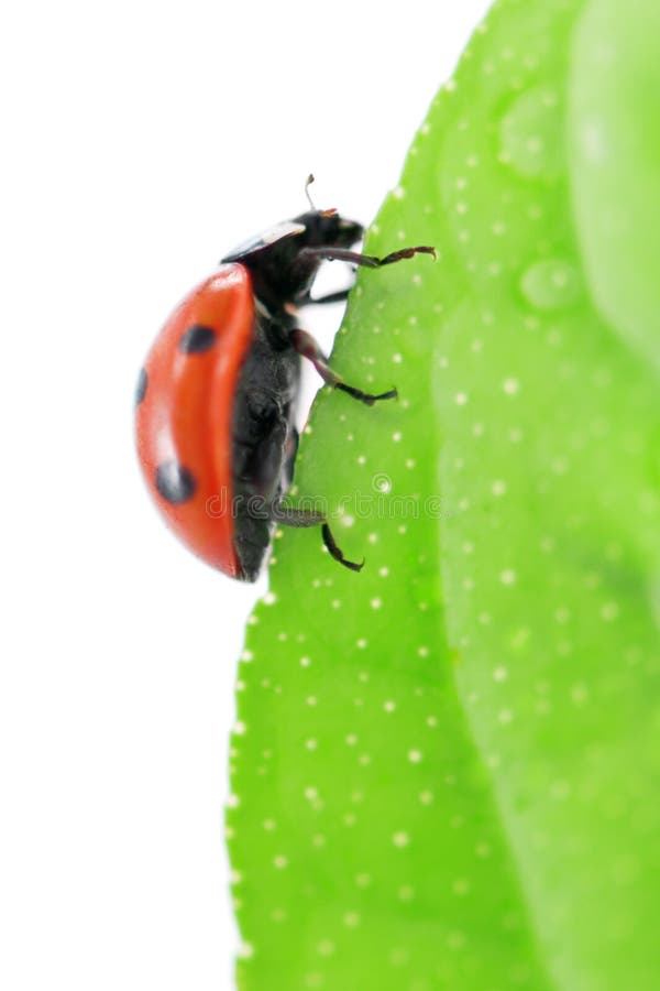 Ladybug stock photo. Image of beetle, summer, white, green - 14844136