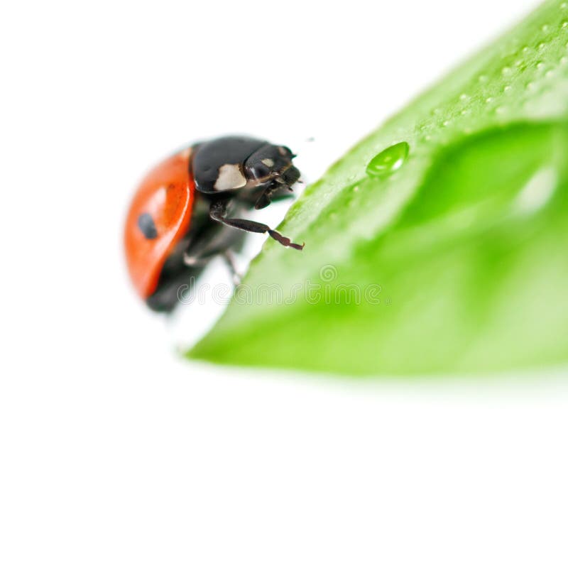 Ladybug stock photo. Image of beetle, summer, white, green - 14844136