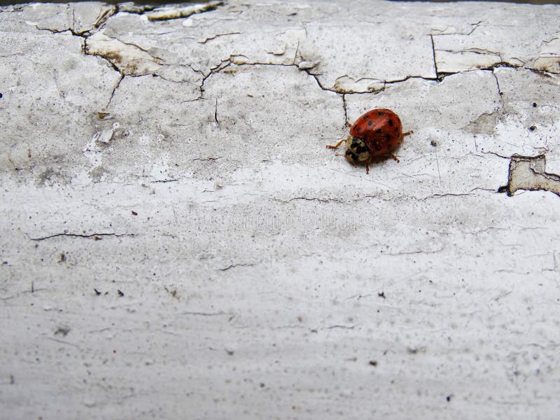 Ladybug Above On Green Leaves Background Stock Photo - Image of cute ...
